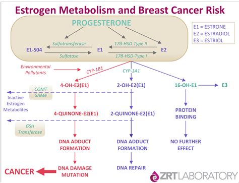 Zrt Topical Progesterone Dr Philip Princetta