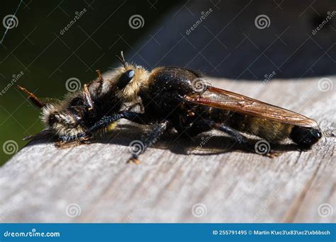 Yellow Murder Fly Or Yellow Robber Fly With A Bumblebee As Prey Insect