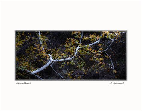 Fallen Branch On Metal — Lightsource Arts