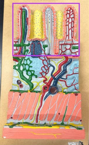 Intestinal Wall Model Flashcards Quizlet