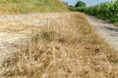 Summer Hot Path Dirt Free Photo On Pixabay Pixabay