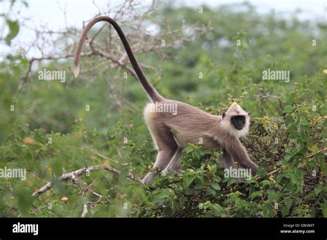 Tufted Gray Langur Semnopithecus Priam Climbing On A Tree Sri Stock
