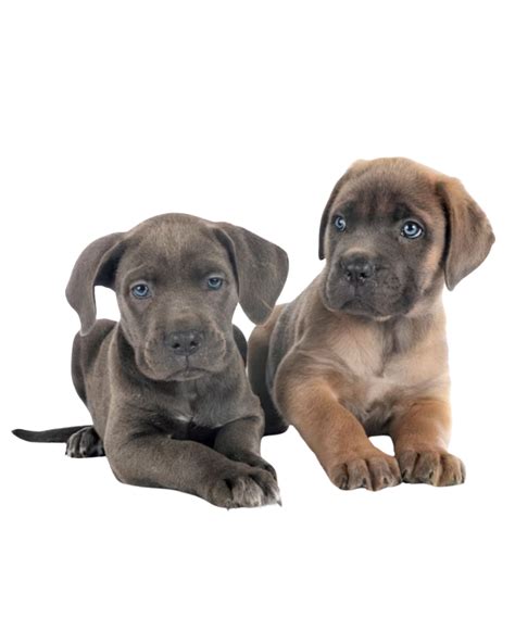 Cane Corso Entrecaninos