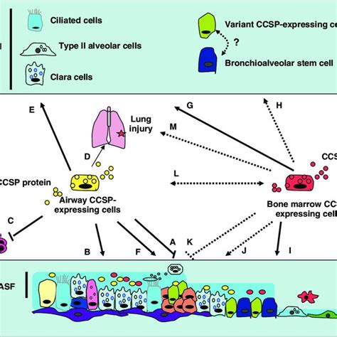 Function Of Ccsp Protein And Ccsp Expressing Cells The Lung Ccsp