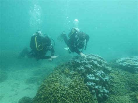Underwater Street View Saving Coral Reefs