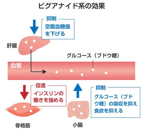 痩せ薬の種類や効果とは？クリニック処方のダイエット薬を解説｜フィットクリニック渋谷笹塚院