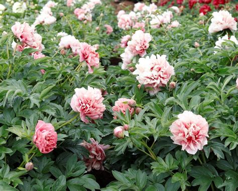 Oochigeas Itoh Peony Paeonia X Intersectional Oochigeasn