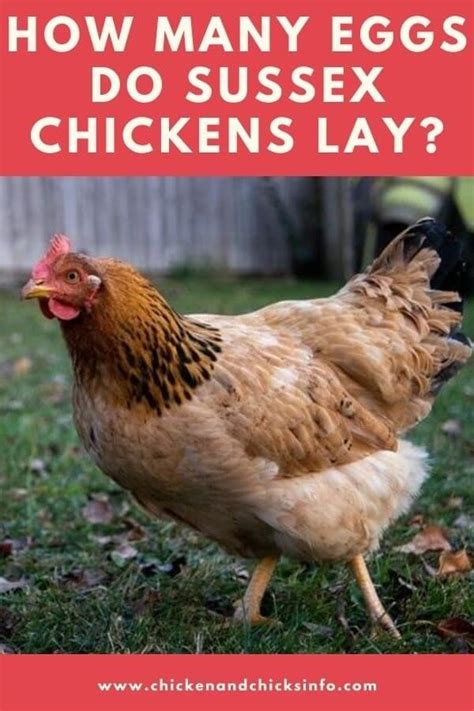 How Many Eggs Do Sussex Chickens Lay Chicken And Chicks Info