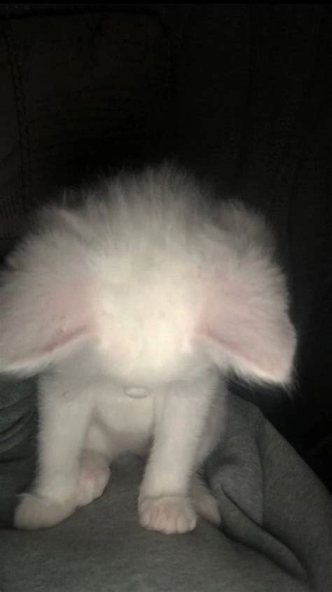 Adorable White Rabbit