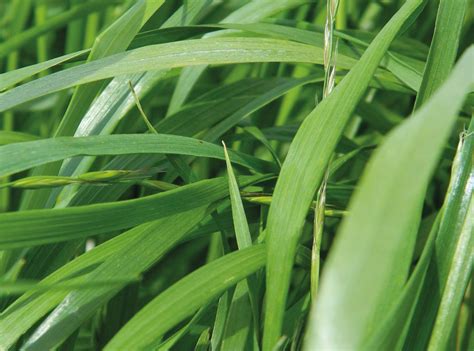 Circle Leys Catch Crop Technical Sheet Nickerson Seeds