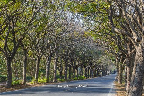 Harry 44693 台灣欒樹 欒樹大道 金苦楝 苦楝舅 拔仔雞油 台灣特有種 台灣原生種 行道樹 低海拔四季分明樹種 馬路 道路 冬天