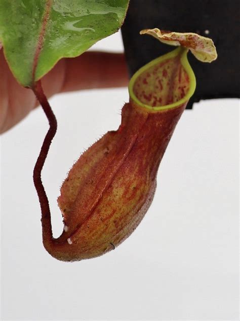 Nepenthes Alata L Giardino Carnivoro