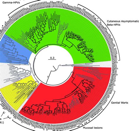 pv phylogeny reconstruction best known maximum likelihood nucleotide