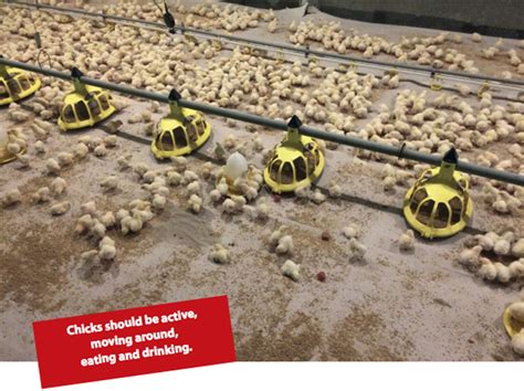 House Preparation And Arrival Of Chicks Poultry The Chickipedia H N