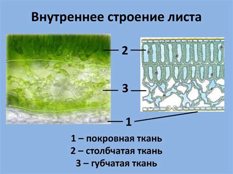Внутреннее строение листа презентация онлайн