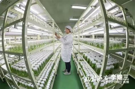 我院参与起草的省地方标准《草莓苗木繁育技术规程》颁布实施 山东农业工程学院 农业科技学院欢迎您