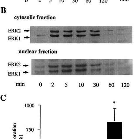Time Course Of Extracellular Signal Regulated Kinase Erk Activation