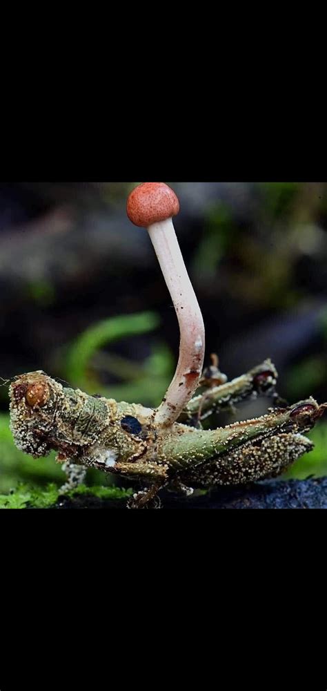 Lucky Grasshopper Runclebens