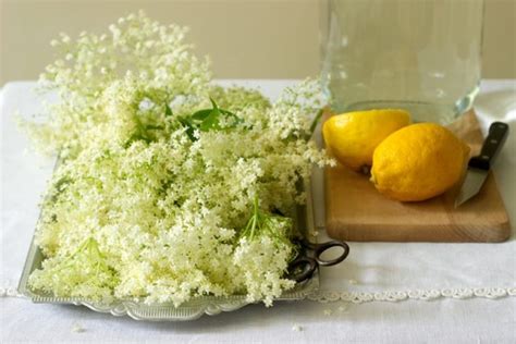 Сироп из цветов бузины