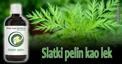 Slatki Pelin Kao Lek Mediflora