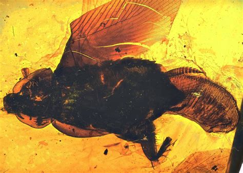 Super Rare Cockroach Laying Egg Sac Fossil Inclusion In Burmese Amber