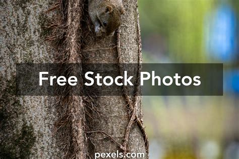 Animated Squirrel Photos Download The Best Free Animated Squirrel