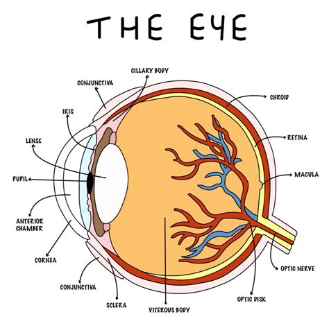 Best 13 Human Eye Structure Scheme Medical Vector Image On Vectorstock