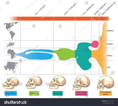 Timeline Of Human Evolution Homo Habilis Skull Sketch Global Times