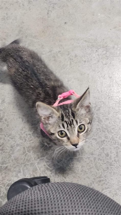 River City Cat Rescue Added A New River City Cat Rescue