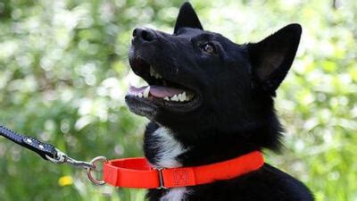 Best Martingale Collars For Controlled Training The Ultimate Guide