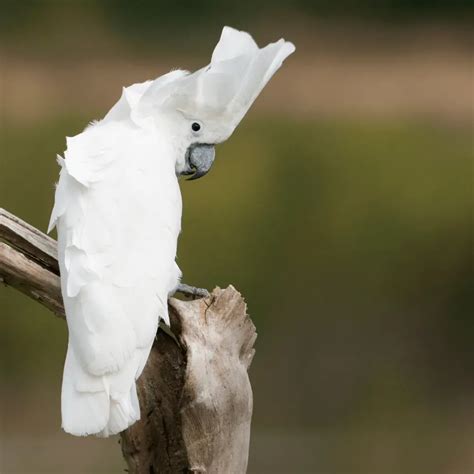 Umbrella Cockatoo White Cockatoo Habitat Personality Food And Care