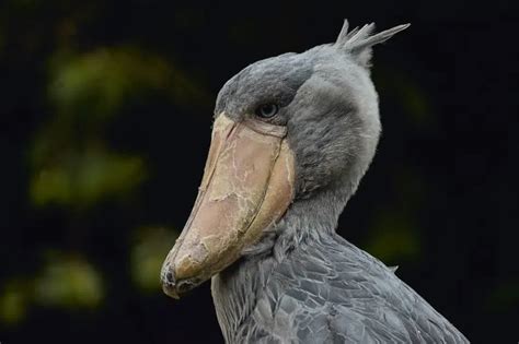 27 Most Interesting Birds In The World Fascinating Species