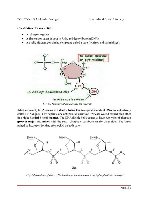 SOLUTION Structure And Types Of Dna Studypool