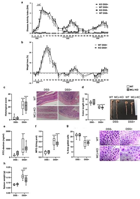 Characterization Of Dss Induced Chronic Colitis Effect In Mcj Deficient Download Scientific