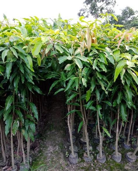 Organic Amrapali Mango Plant At ₹ 25piece Mango Tree In Deganga Id