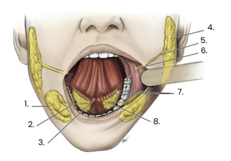 Glandular System Diagrams Flashcards Quizlet