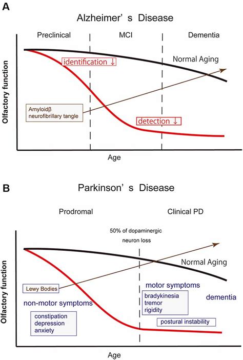 Frontiers Age Related Olfactory Dysfunction Epidemiology Pathophysiology And Clinical