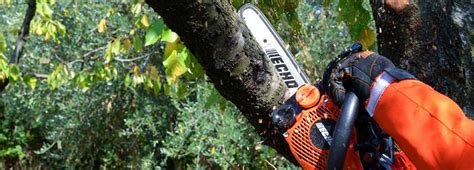 Guida All Acquisto Della Migliore Motosega Da Potatura AgriEuro Blog
