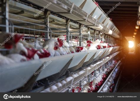Poultry Farm For Breeding Chickens Chicken Eggs Go Through The