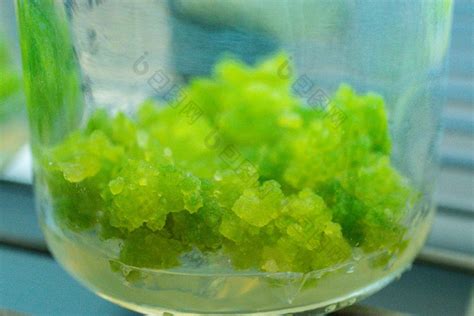 植物愈伤组织组织文化生物学科学植物再生体图片 包图网企业站