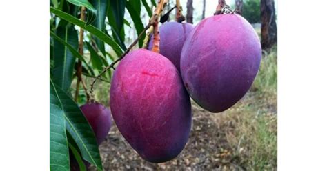 Jual Bibit Mangga Irwin HP 085608566034