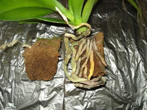 Як правильно пересадити орхідею в домашніх умовах покрокова інструкція Цветы