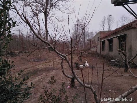 亳州渦河灣里看不盡農田果園好風光 它叫鄭店子 每日頭條
