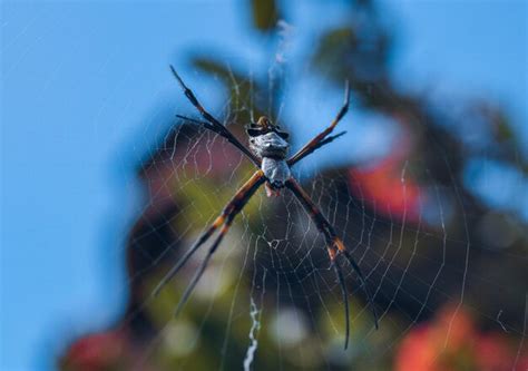 Premium Photo The Spider