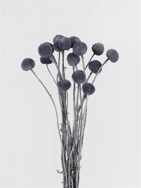 Краспедія стабілізована синя купити в Україні за низькою ціною • Dfb Elements