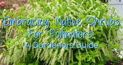 Embracing Native Shrubs For Pollinators A Gardeners Guide