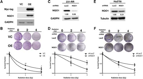Nqo1 Expression Level Influences Radiosensitivity Of Mda Mb 231 Cells