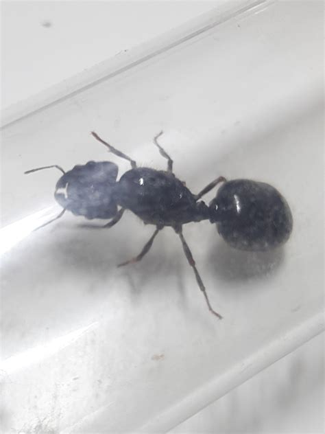 Queen Ant Idimgur Album Link In Comments Rants