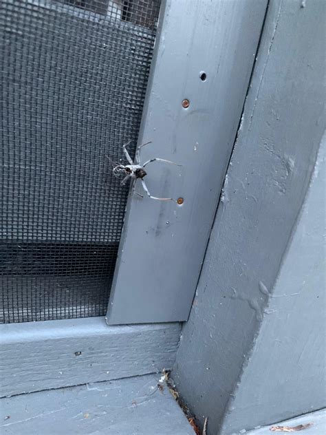 Bug Carcass Found In Morgantown West Virginia Part Of The Back Looks Like It Got Ripped Off