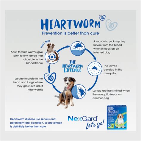 Heartworm Life Cycle Heartwormsanddogshtml